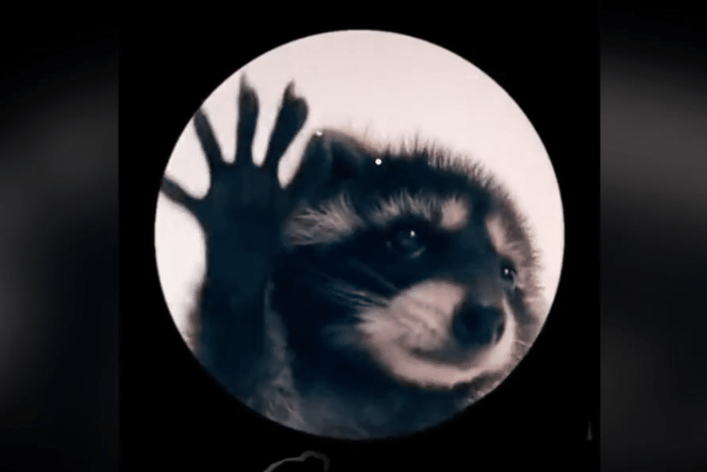 ¡Pedro, Pedro! El origen del tierno mapache de la canción viral en TikTok – El Momento Chiapas