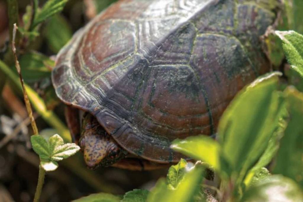 El Pochitoque, un plato exótico muy demandado en Tabasco – El Momento ...