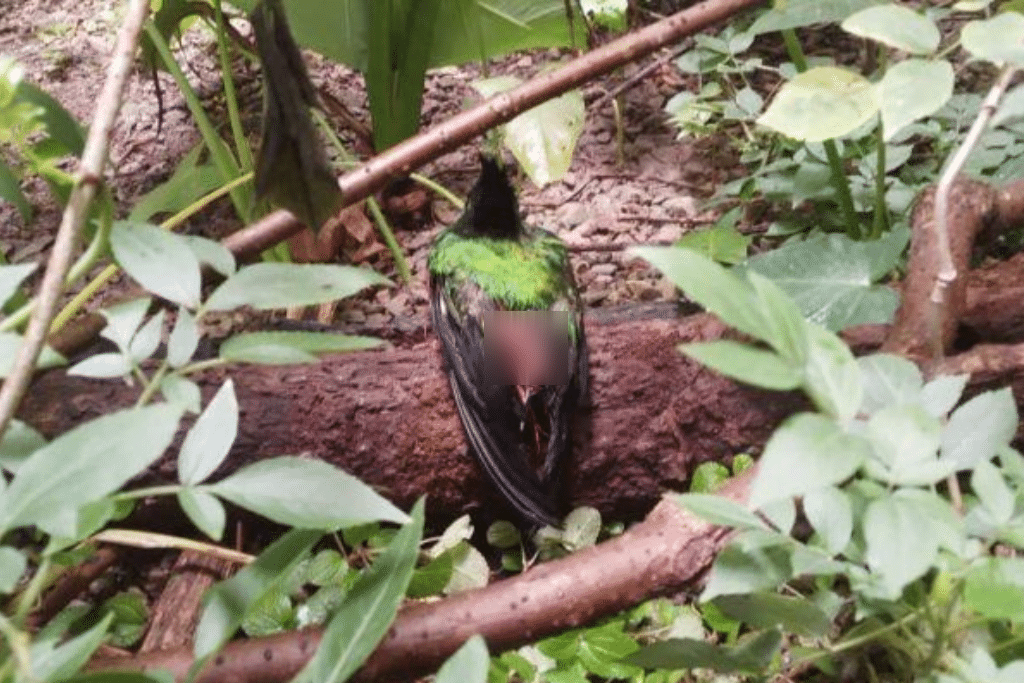 Muere Quetzal en ZooMAt de Chiapas – El Momento Chiapas