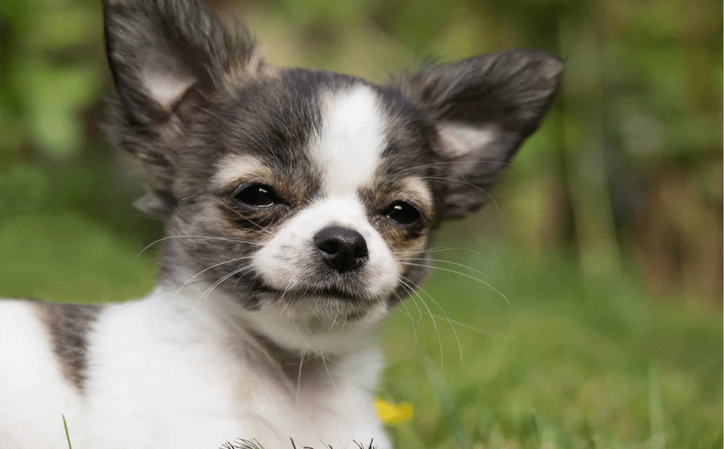 ¿Sabes por que se les dice “chucho” a los perros en Chiapas? – El ...